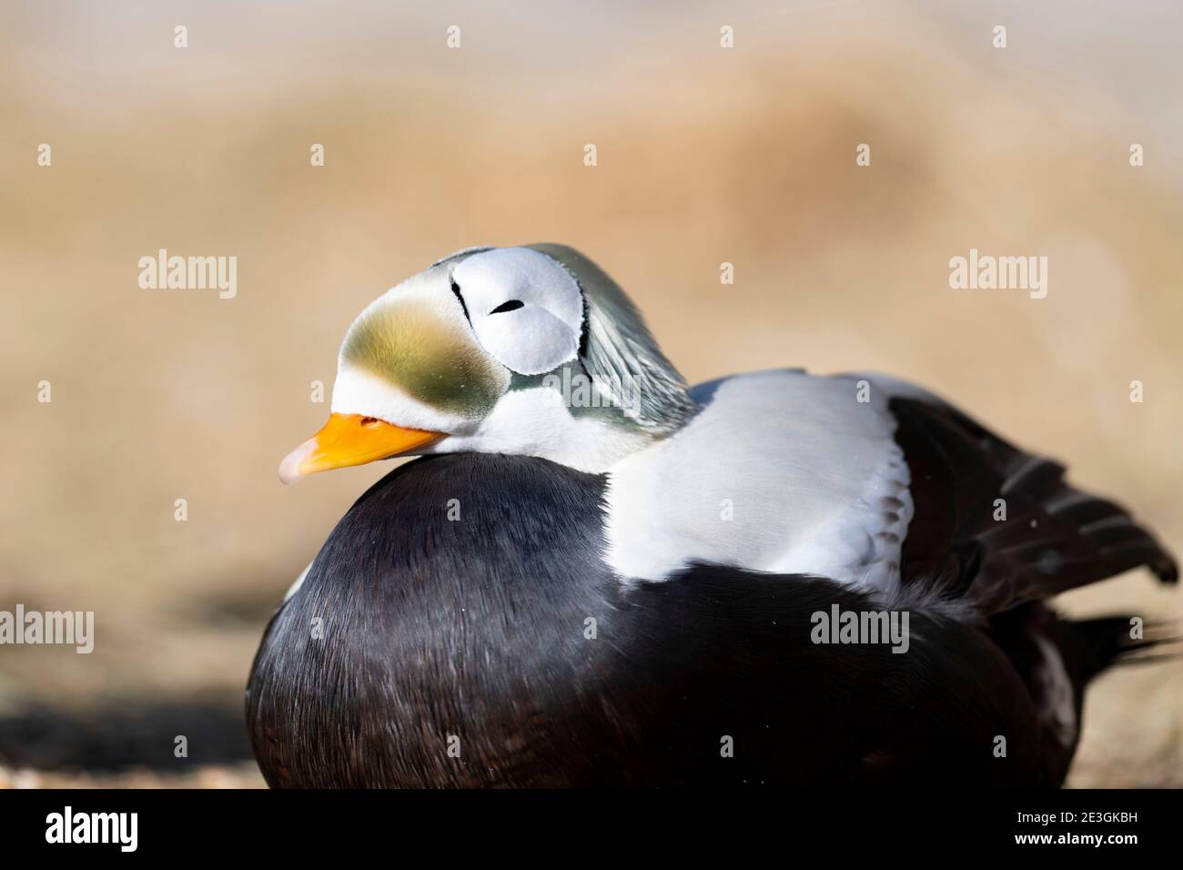 Drake spectacled eider hi-res stock photography and images - Alamy