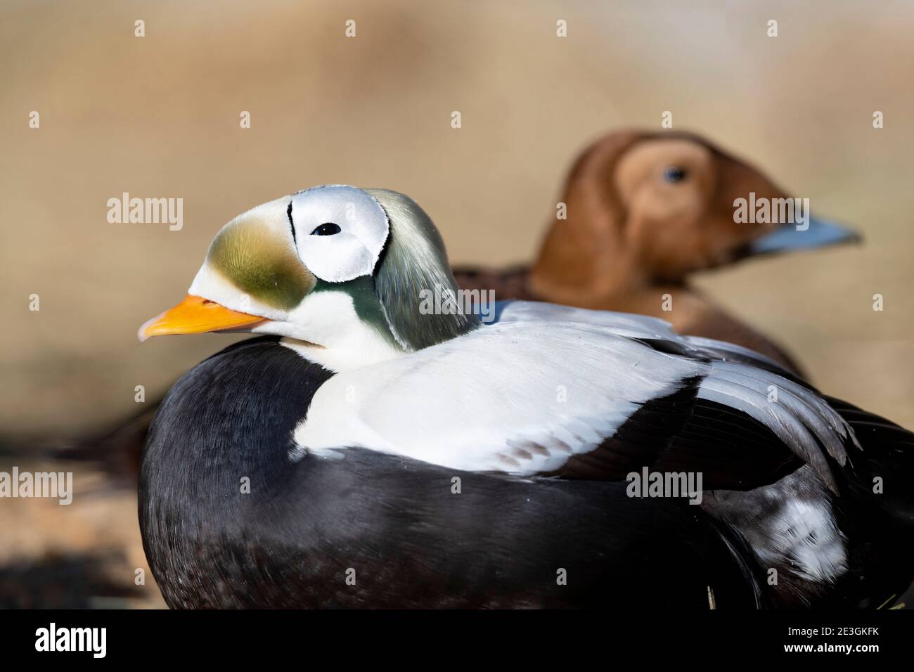 Spectacled Eider male in Alaska Stock Photo - Alamy