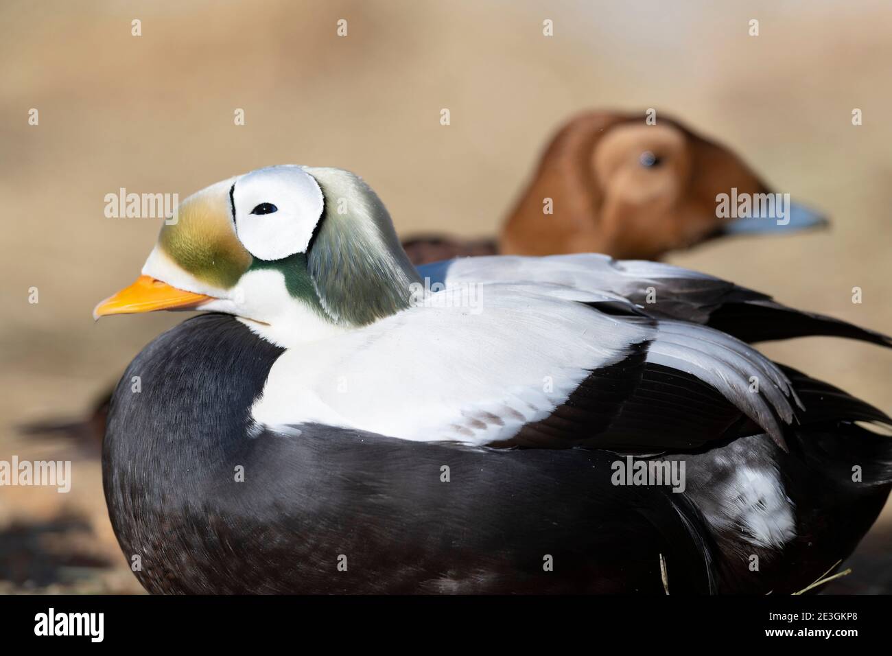 Spectacled duck hi-res stock photography and images - Alamy
