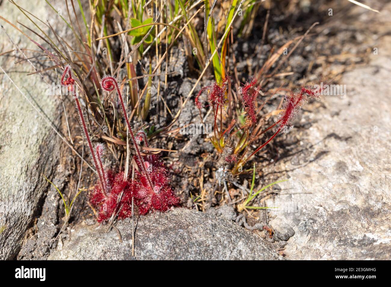 two species of carnivorous plants from the sundew family (Drosera ...