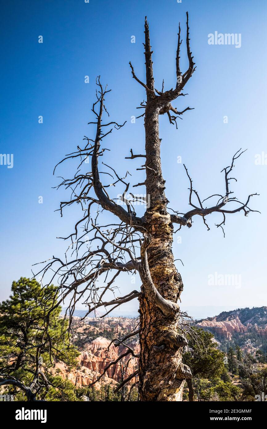 An old dead and twisted tree along the Fairyland Loop Trail, Bryce ...