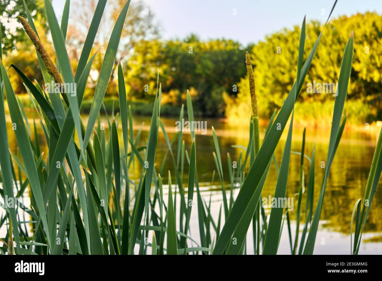 Pond side plant hi-res stock photography and images - Alamy