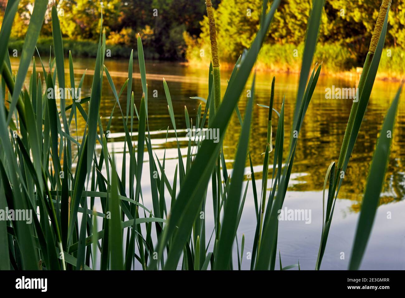 Saturated sunset summer landscape. Fresh long leaves of reeds by a ...