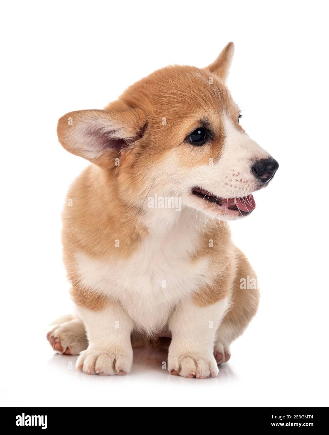 young Pembroke Welsh Corgi in front of white background Stock Photo - Alamy