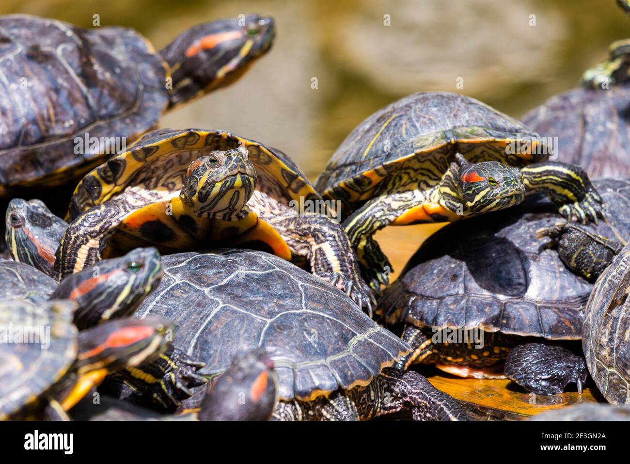 Group turtles on wooden trunk hi-res stock photography and images - Alamy