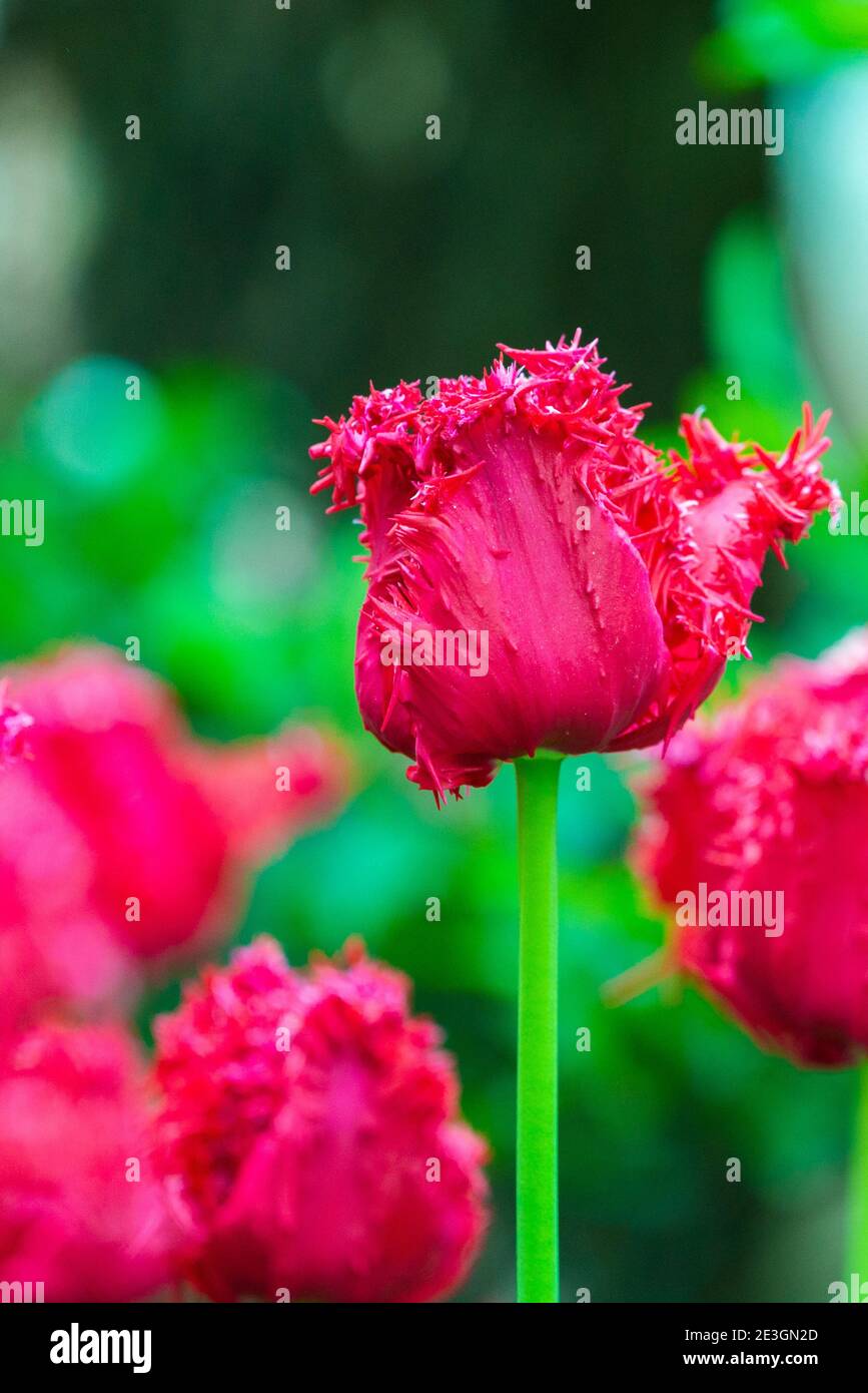 Terry red fringed Tulip in a garden on flower bed Stock Photo - Alamy
