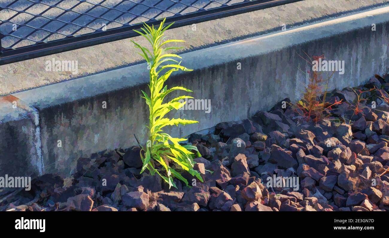 Green plant grows in-between a fence and a streetcar track Stock Photo ...