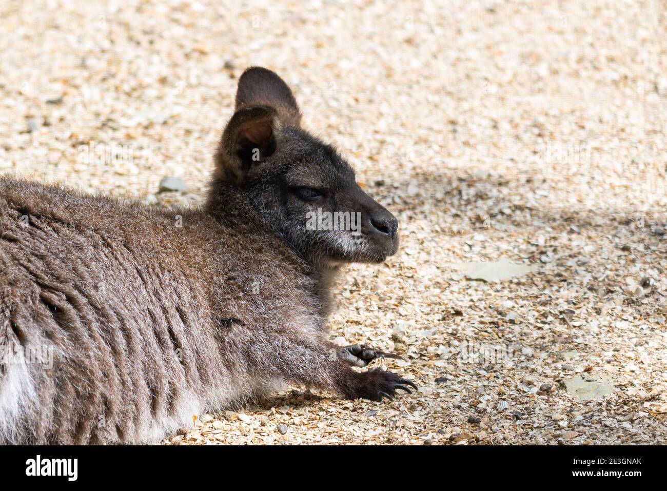 A kangaroo lies on the ground in a European zoo Stock Photo - Alamy