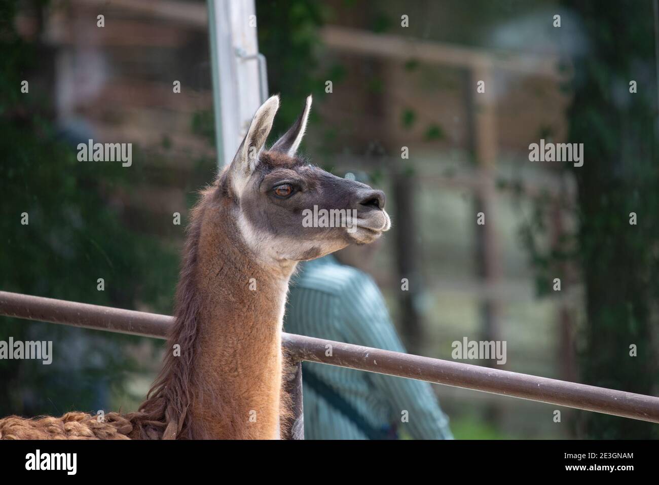 Close up portrait of funny lama in zoo Stock Photo - Alamy