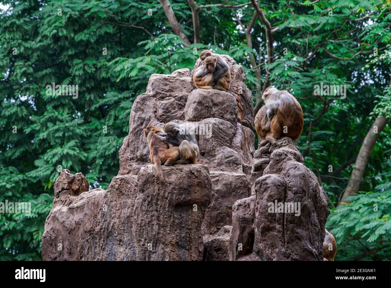 A group of monkeys scratching in groups on Monkey Mountain Stock Photo ...