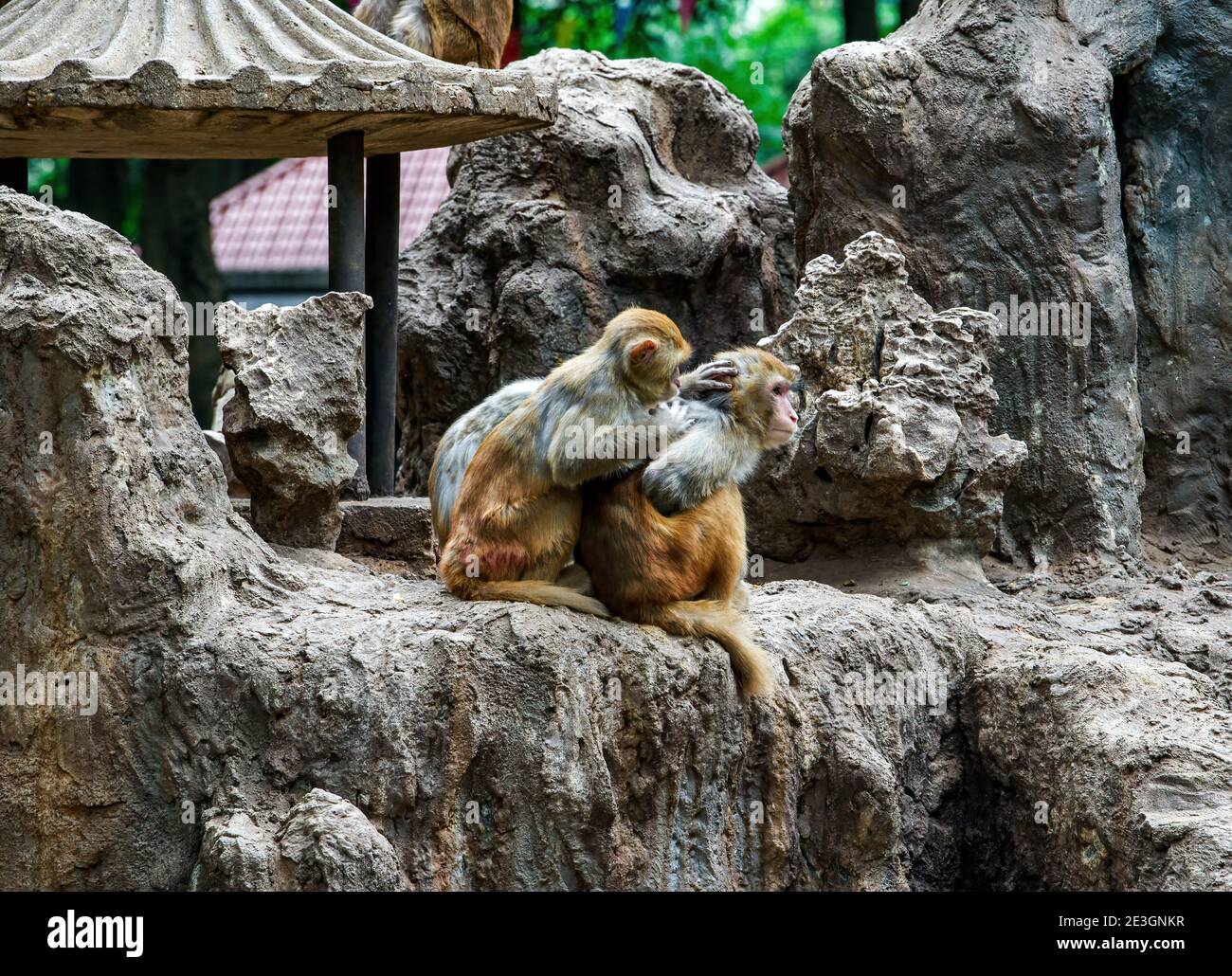 Ape Scratching Head High Resolution Stock Photography and Images - Alamy