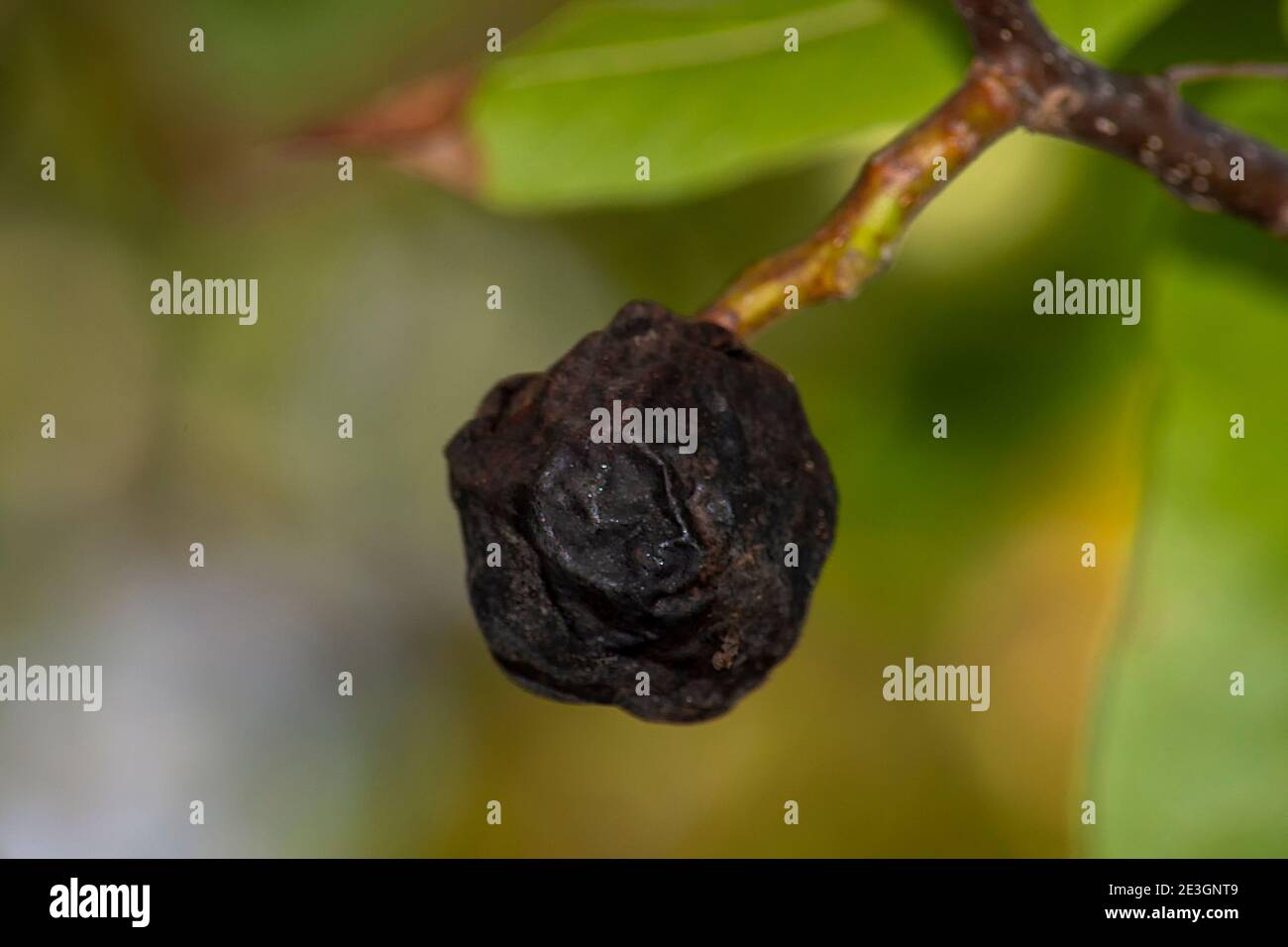 Rotten walnut hi-res stock photography and images - Alamy