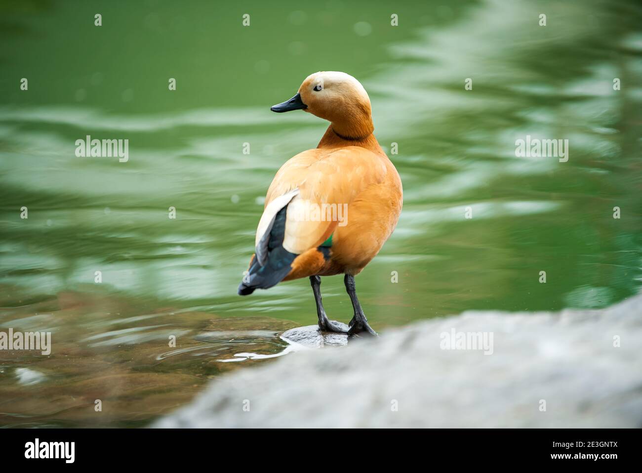 Light red terrier duck hi-res stock photography and images - Alamy