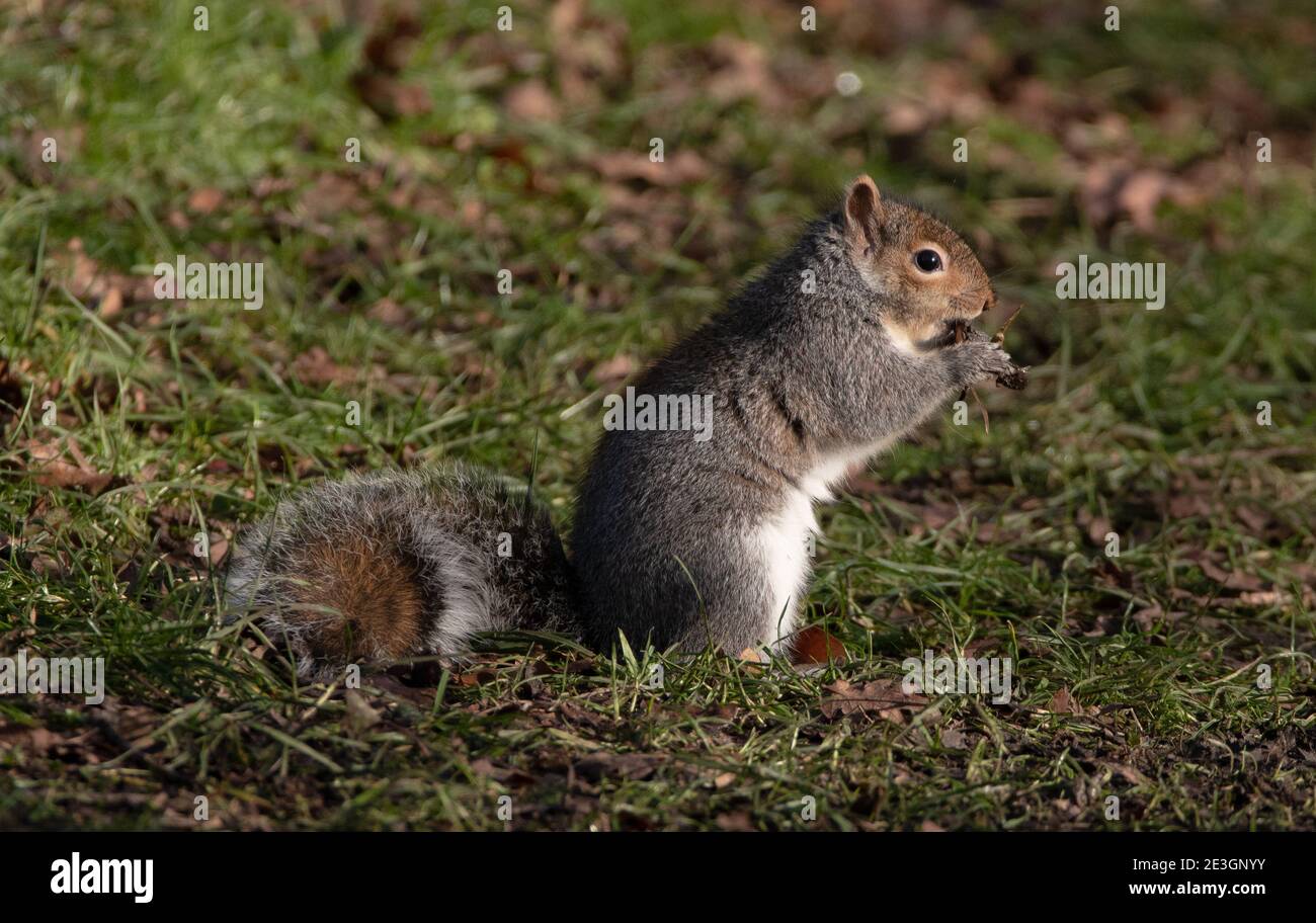 Grey squirrel eating in a small grass clearing Stock Photo - Alamy