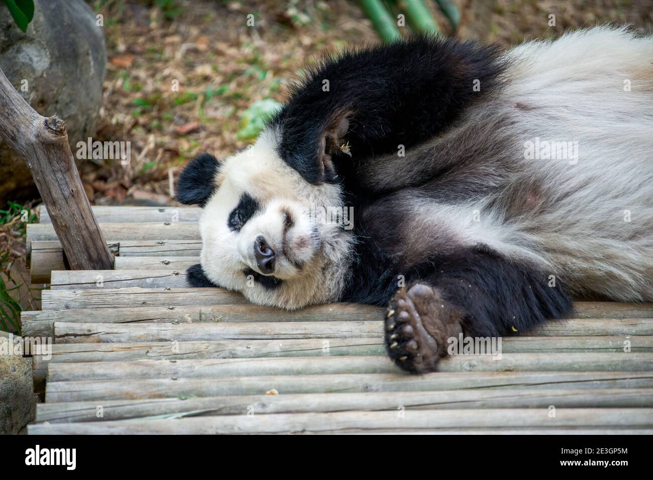 Baby panda sleeping hi-res stock photography and images - Alamy