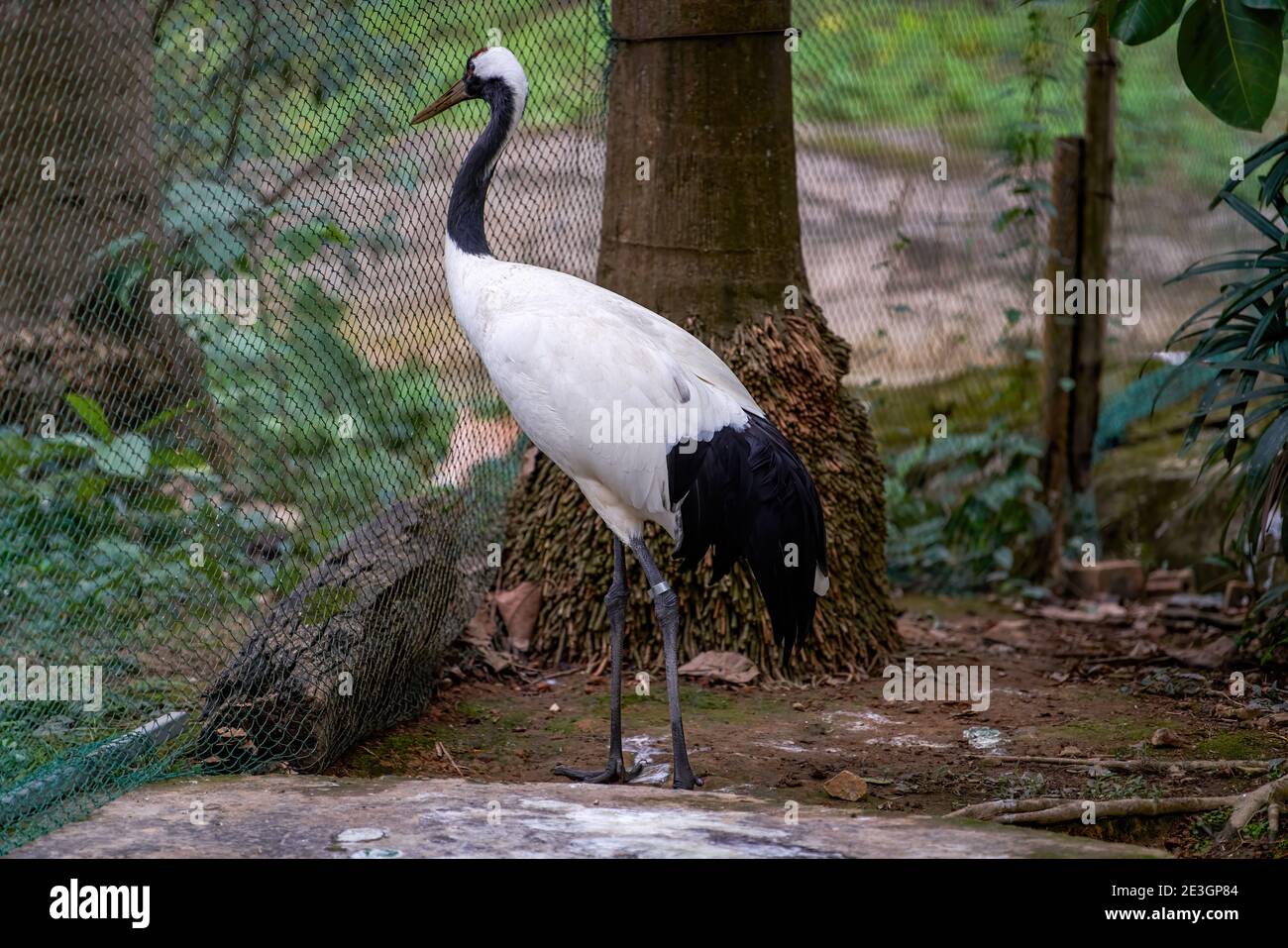 Close-up of an elegant red-crowned crane Stock Photo - Alamy