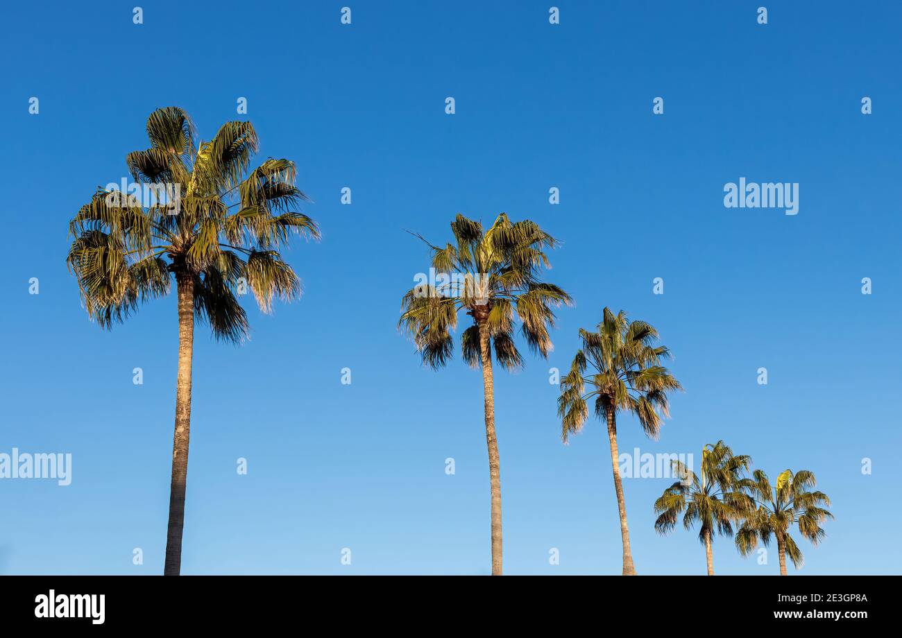 Green palm tops hi-res stock photography and images - Alamy
