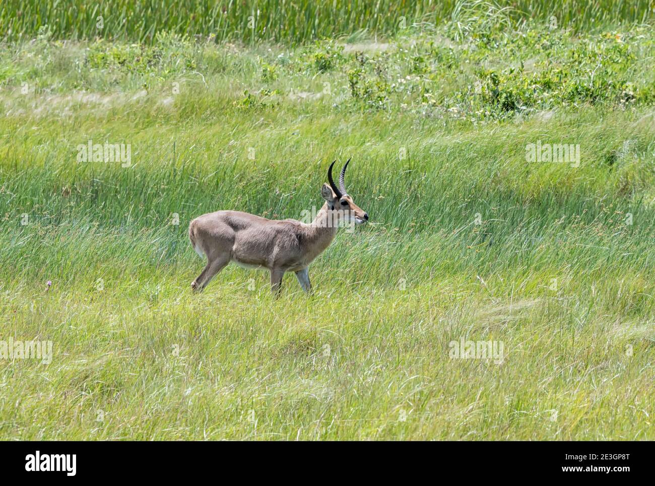 A male Common Reedbuck in wetlands in Southern Africa Stock Photo - Alamy