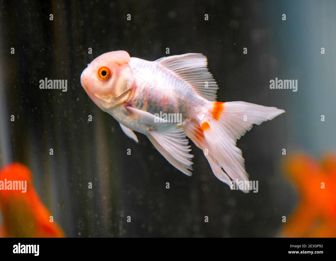 Beautiful Goldfish Aquariums