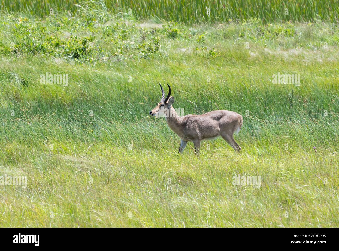 A male Common Reedbuck in wetlands in Southern Africa Stock Photo - Alamy