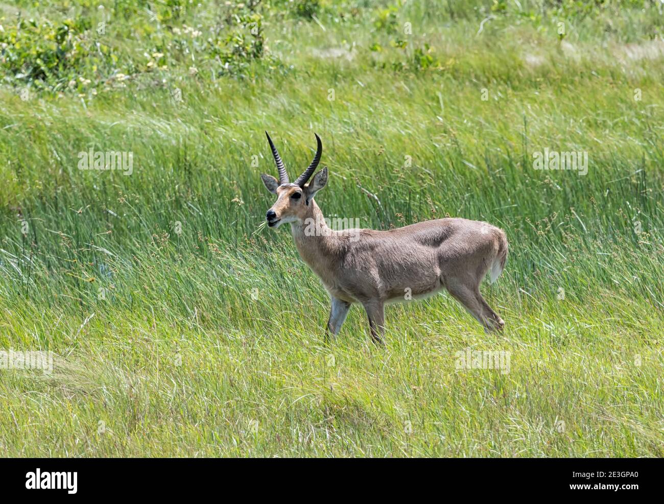 A male Common Reedbuck in wetlands in Southern Africa Stock Photo - Alamy
