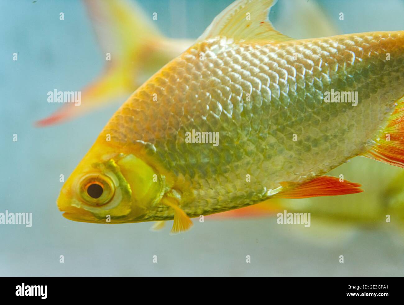 Closeup of a golden red fin crucian carp Stock Photo - Alamy