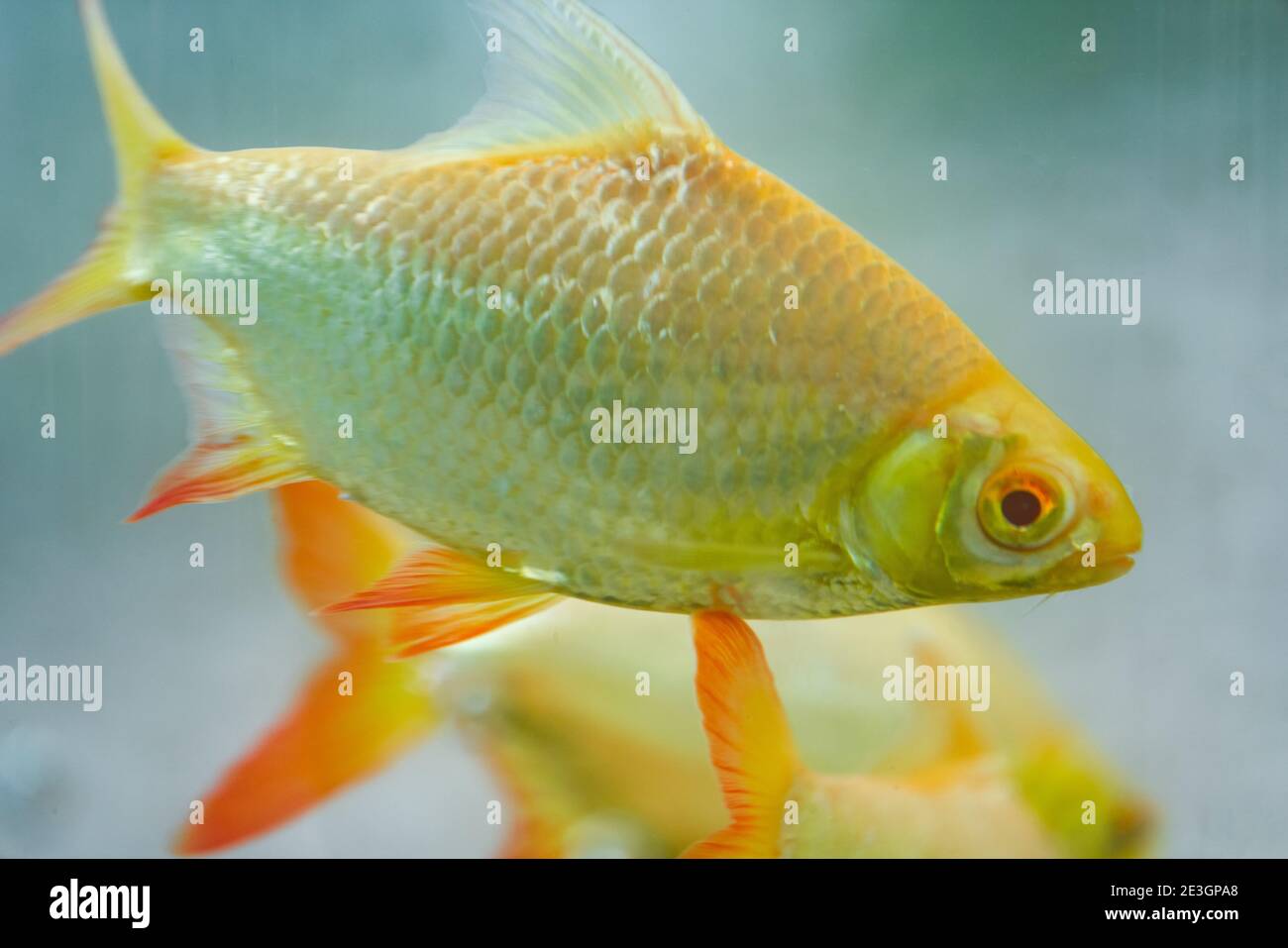 Crucian carp eyes hi-res stock photography and images - Alamy
