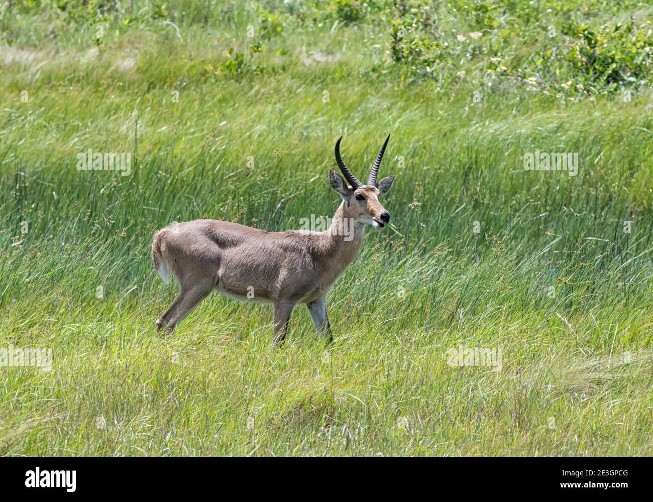 A male Common Reedbuck in wetlands in Southern Africa Stock Photo - Alamy