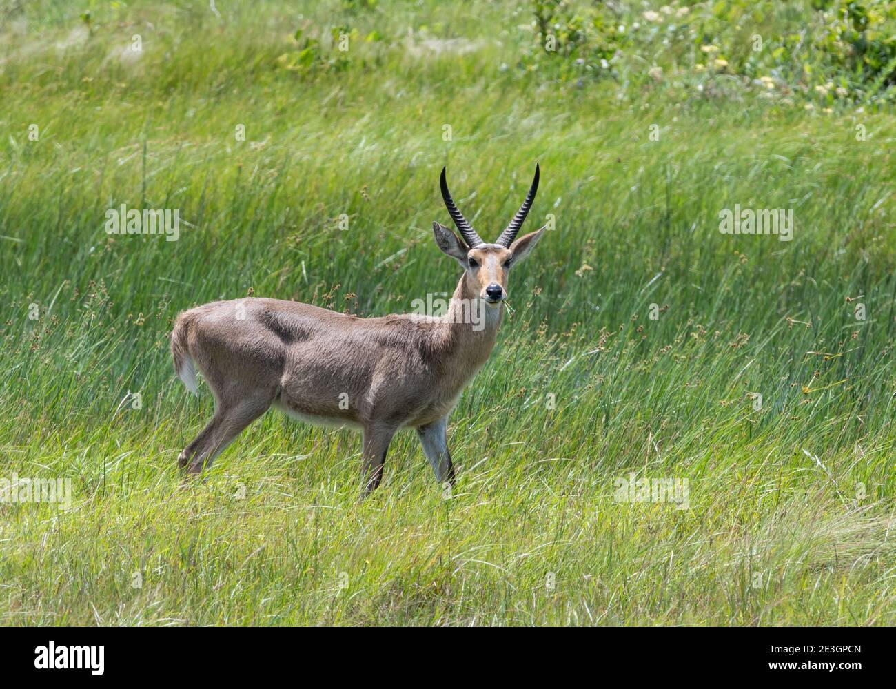 A male Common Reedbuck in wetlands in Southern Africa Stock Photo - Alamy