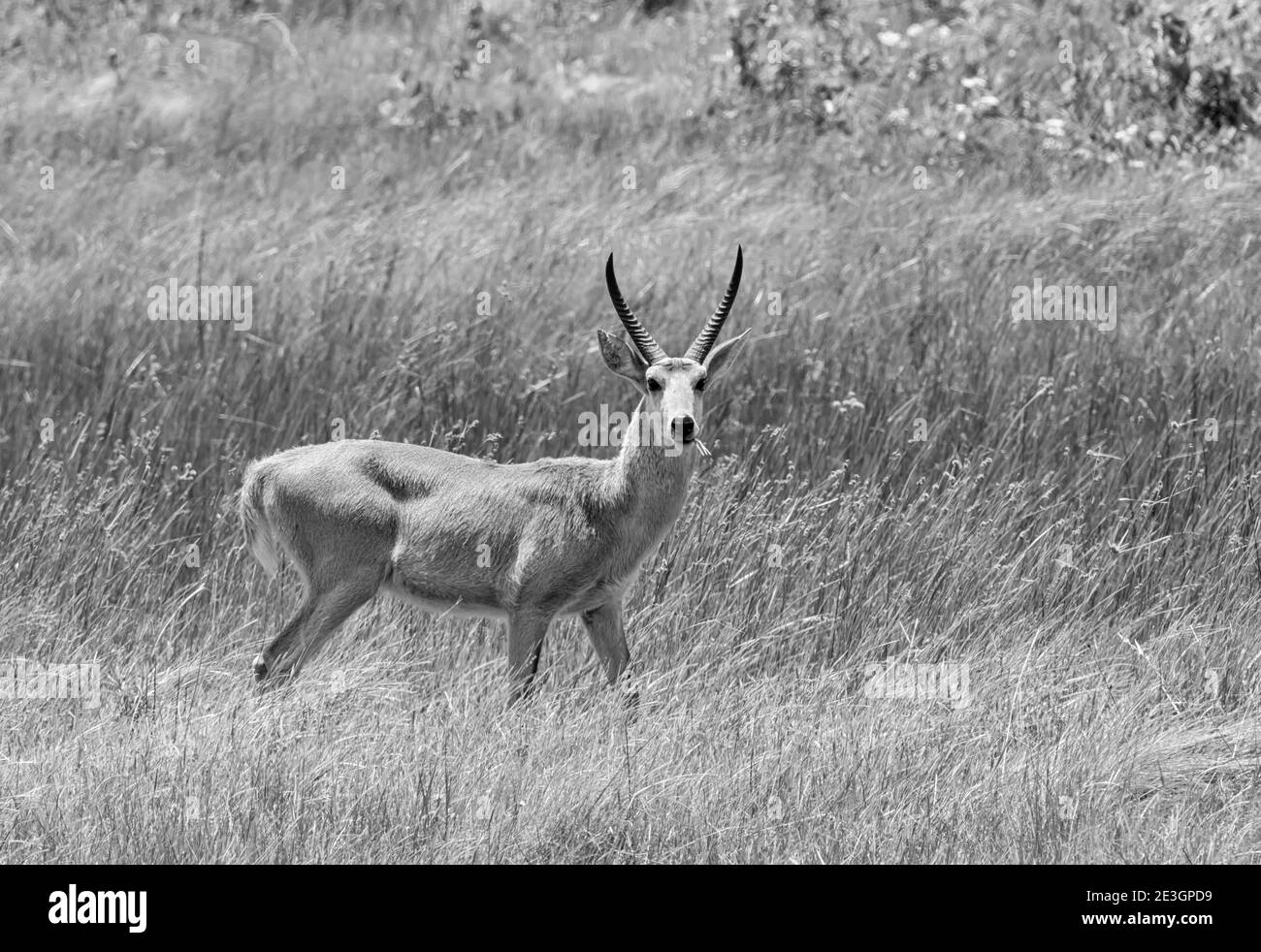 A male Common Reedbuck in wetlands in Southern Africa Stock Photo - Alamy