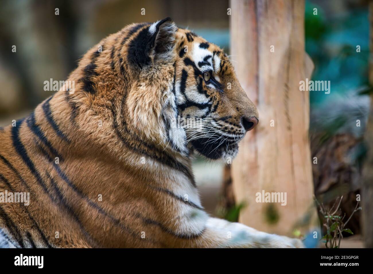 Statue of ferocious animal hi-res stock photography and images - Alamy
