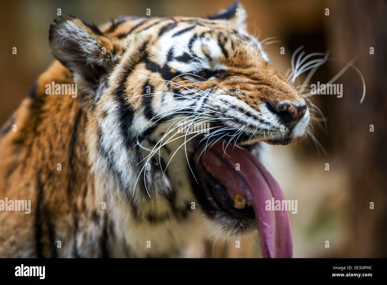 A ferocious beast animal tiger close-up Stock Photo - Alamy
