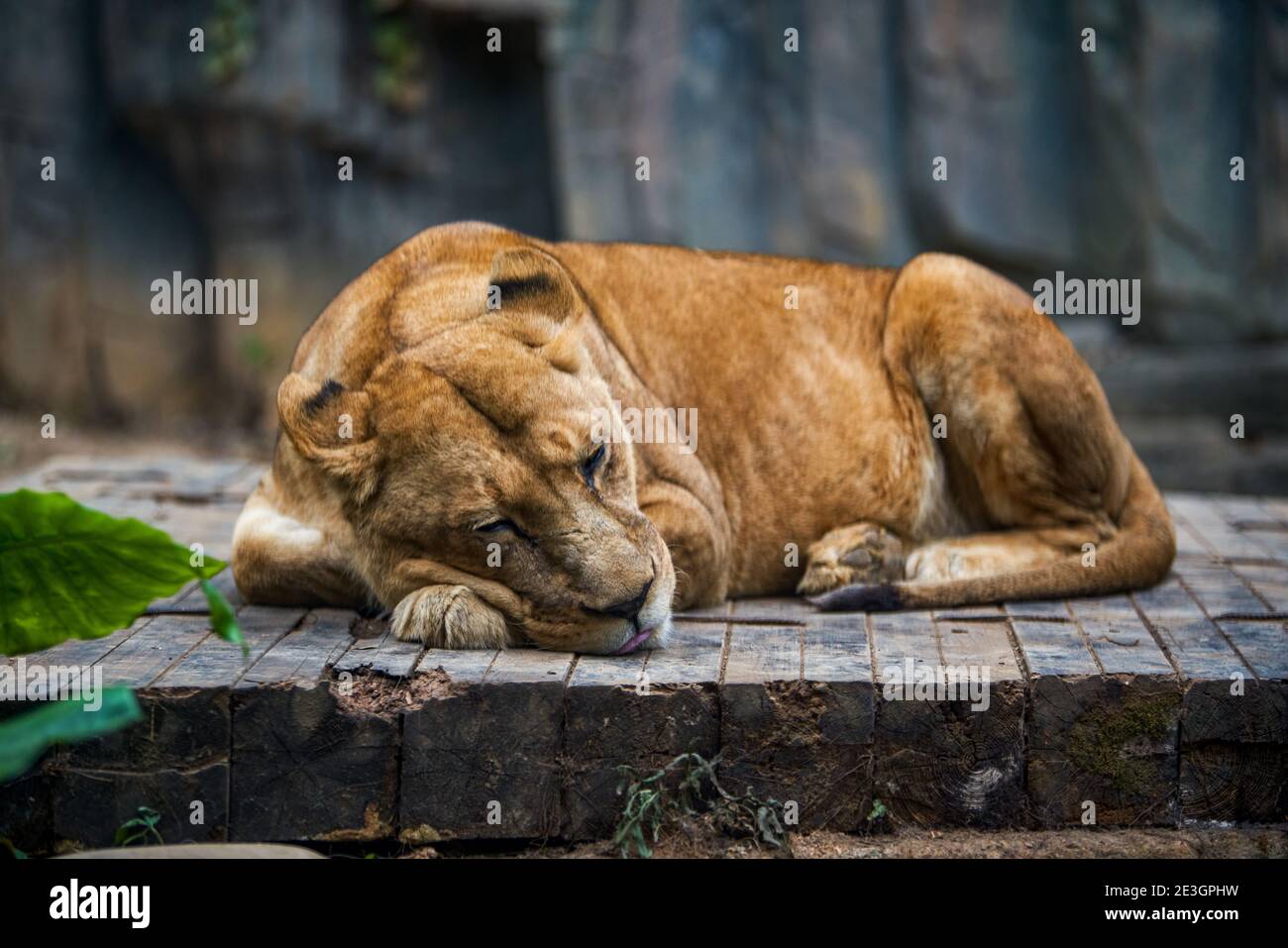 A big lion sleeping, animal beast Stock Photo - Alamy