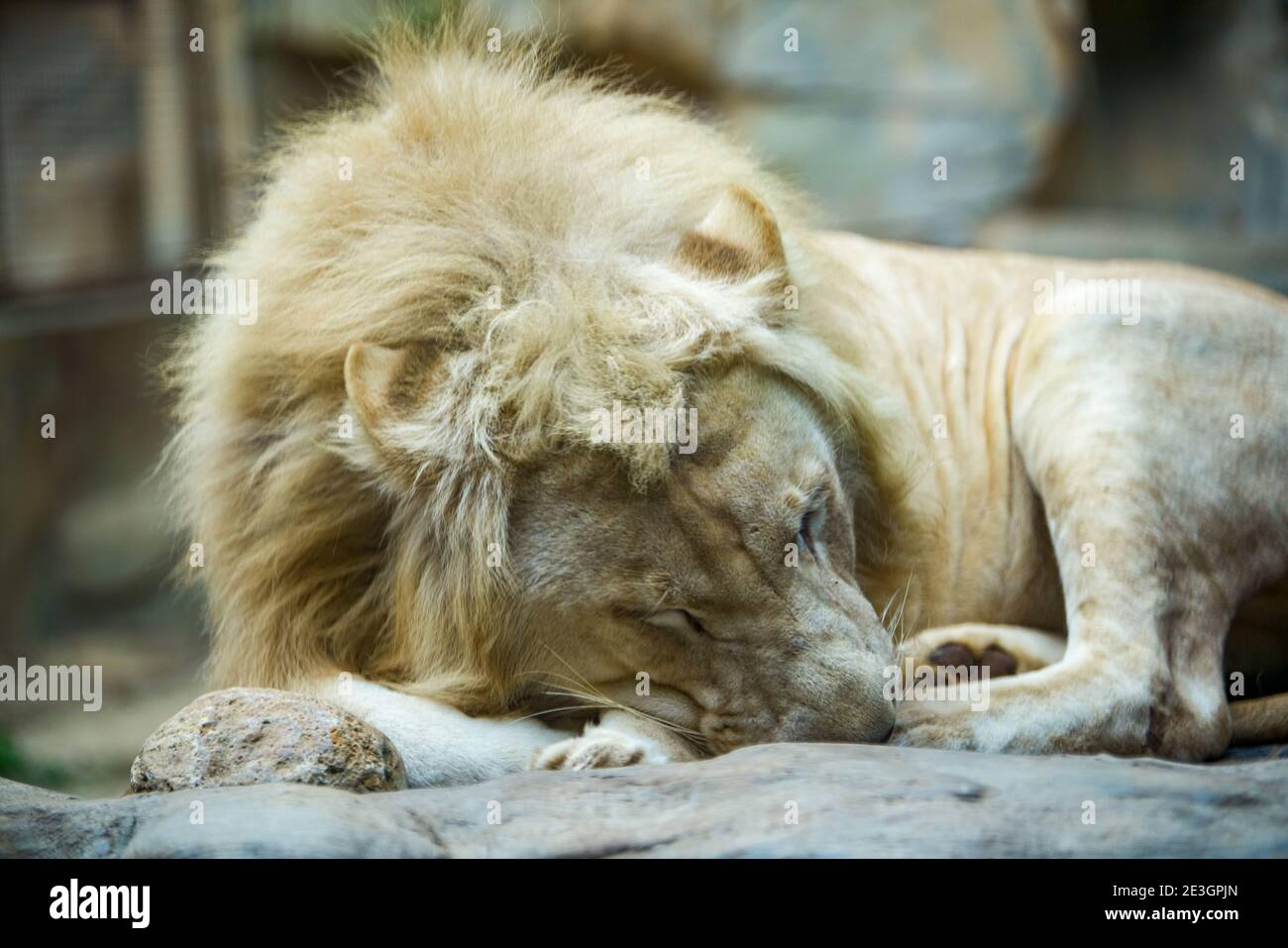 Lion cub as family pet hi-res stock photography and images - Alamy