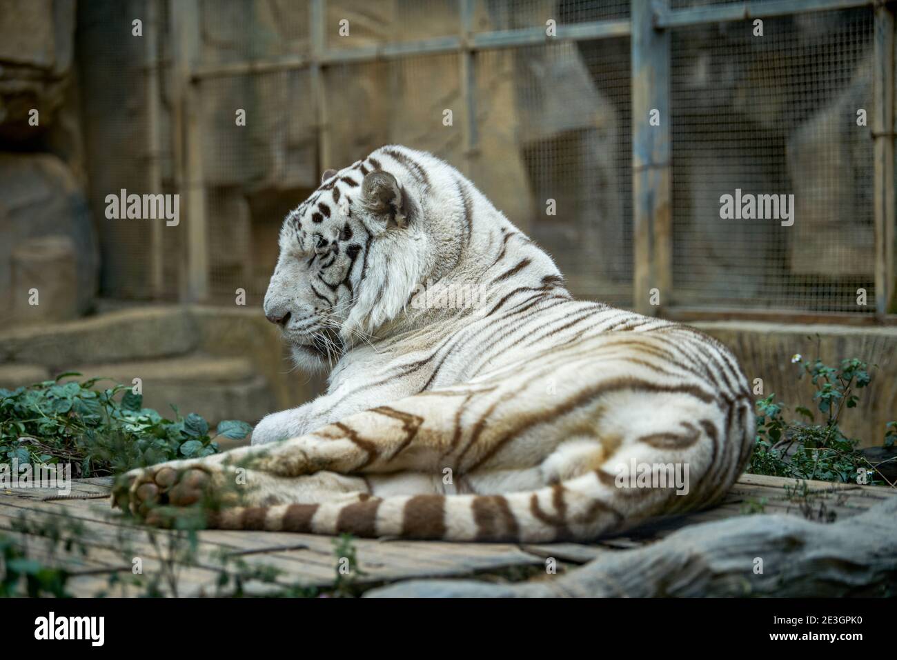 A ferocious beast animal tiger close-up Stock Photo - Alamy