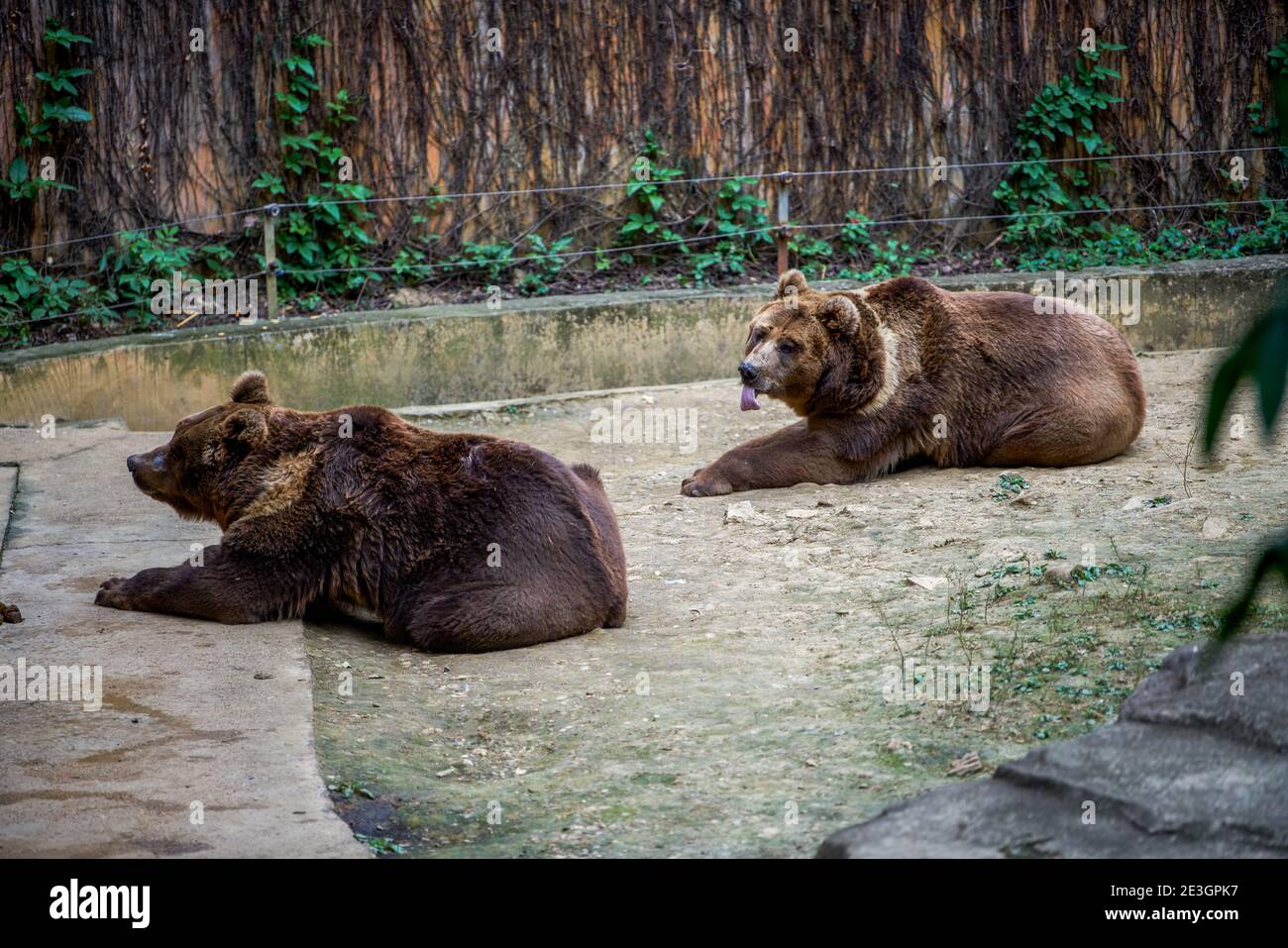 Ferocious big black bear close-up, beast animal Stock Photo - Alamy