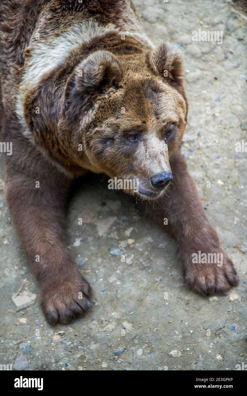 Ferocious big black bear close-up, beast animal Stock Photo - Alamy