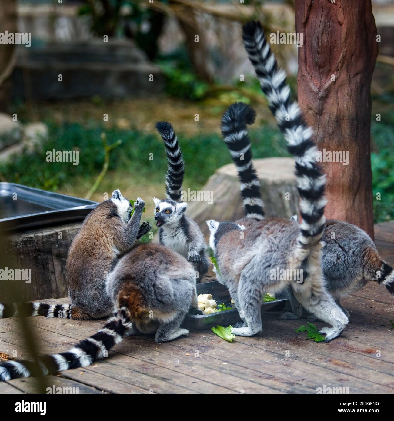 Raccoon tailed lemur hi-res stock photography and images - Alamy