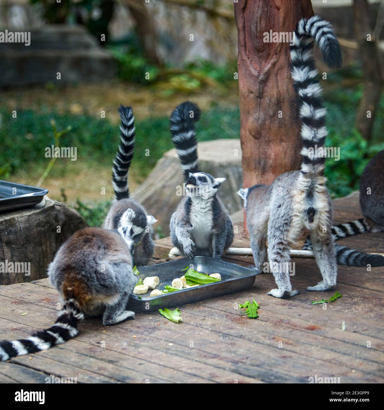 A bunch of cute long-tailed raccoons are eating Stock Photo - Alamy