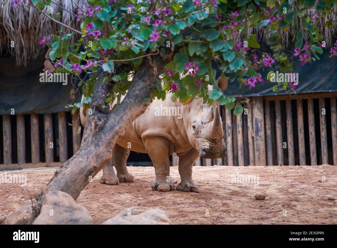 Rhinocerous images hi-res stock photography and images - Alamy