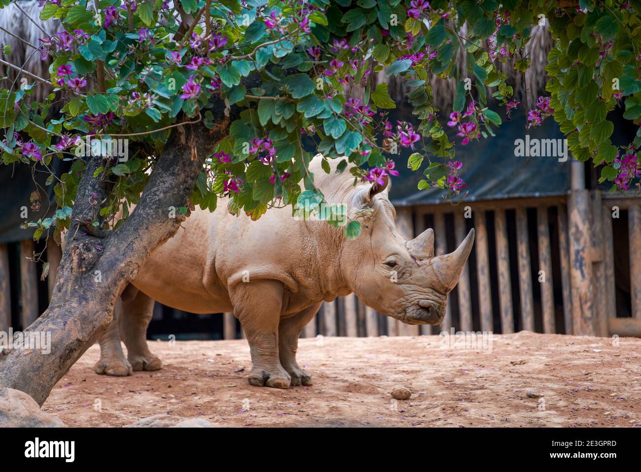 A close-up of a large rhino in the wild Stock Photo - Alamy
