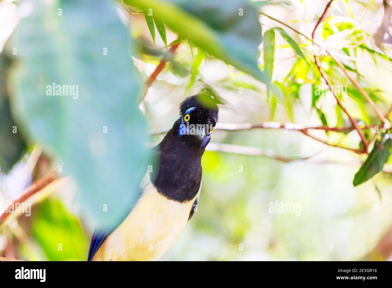 Plush-crested Jay or Cyanocorax chrysops bird in the forest of Iguazu ...