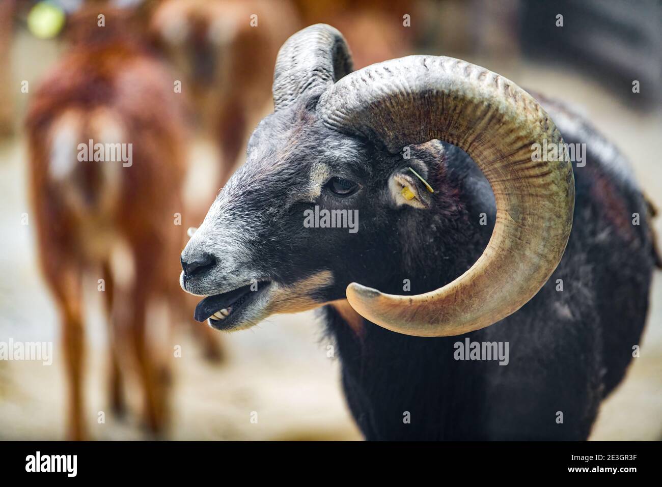Rotating sheep hi-res stock photography and images - Alamy