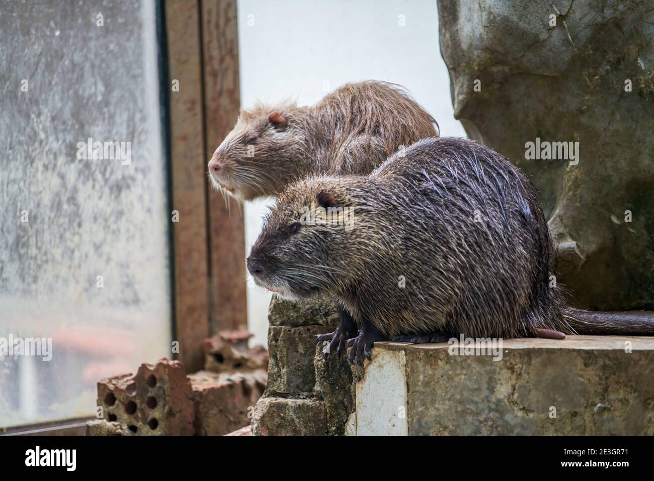 Capybara teeth hi-res stock photography and images - Alamy