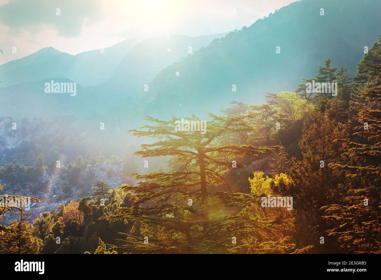 Green cedar trees in Turkey mountains Stock Photo - Alamy