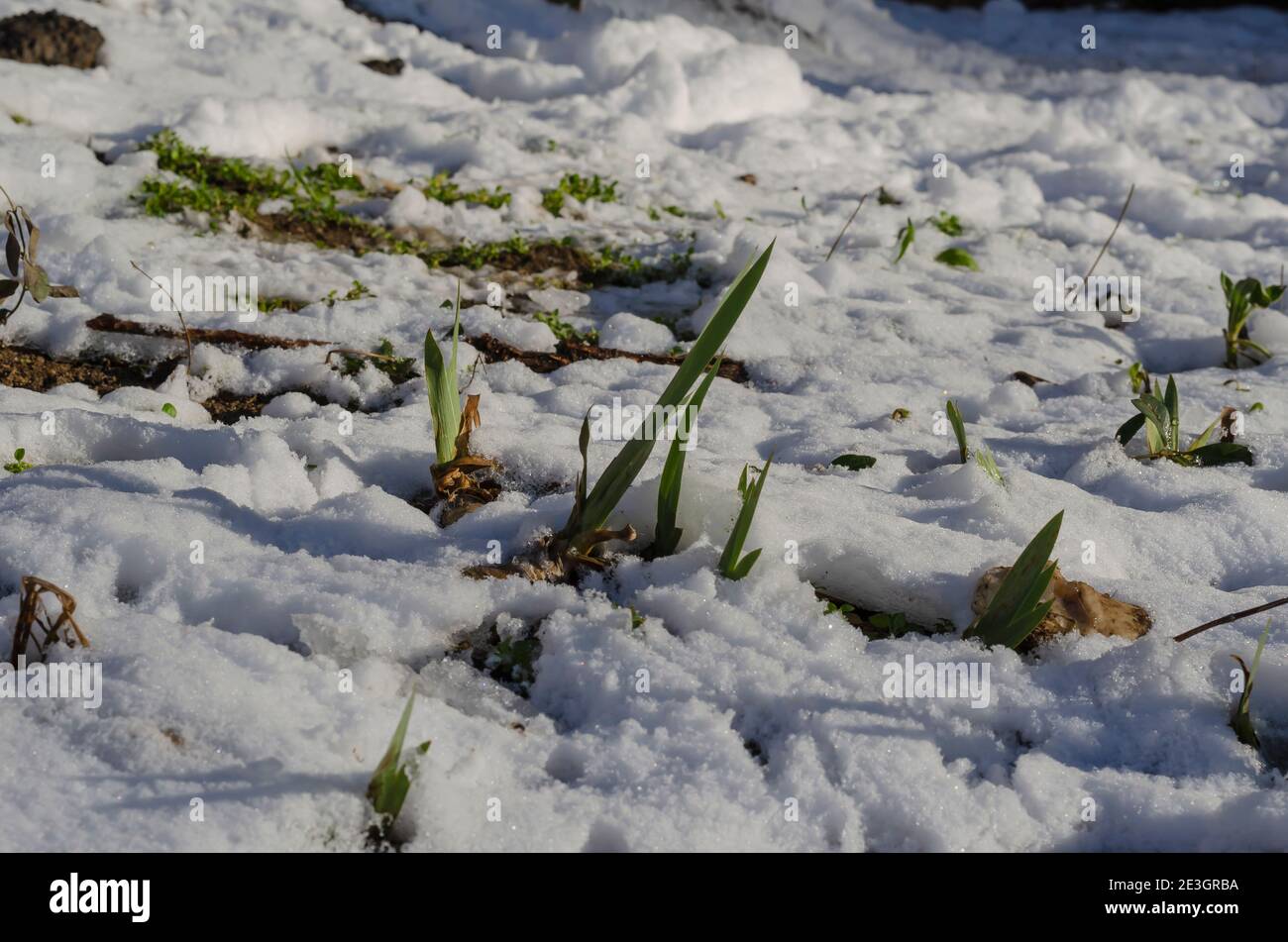 Breaking spring shoot hi-res stock photography and images - Alamy