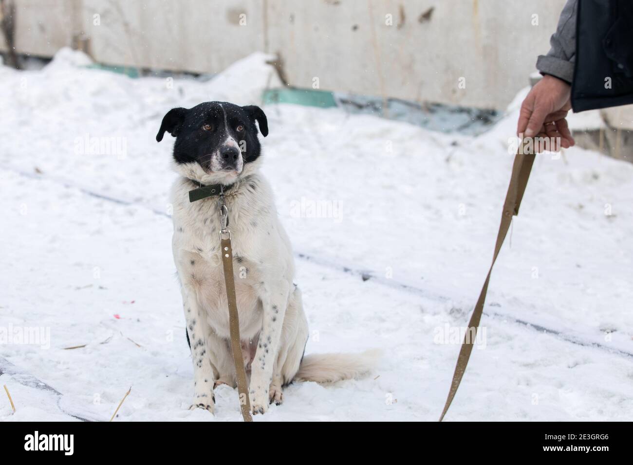 homeless scared dog in shelter with sad crying eyes, adopt me concept ...