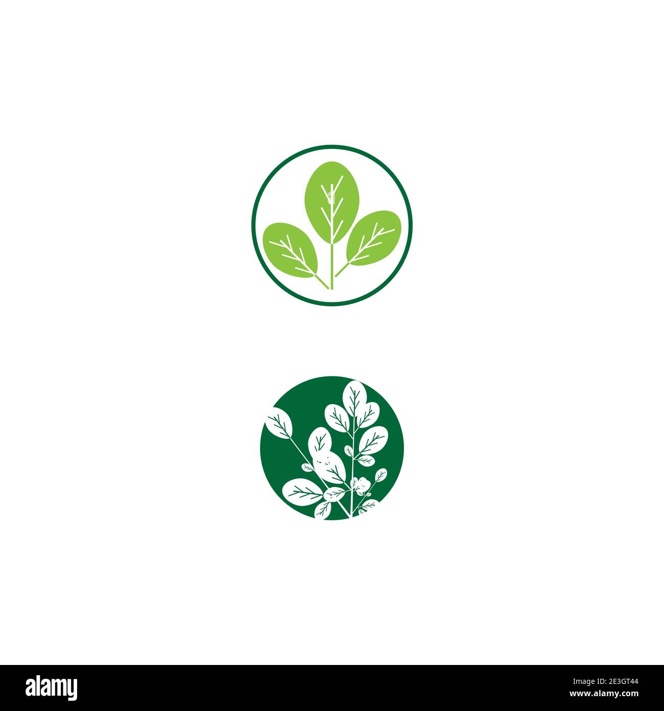 Moringa leaf Logo Template vector symbol nature Stock Vector Image ...