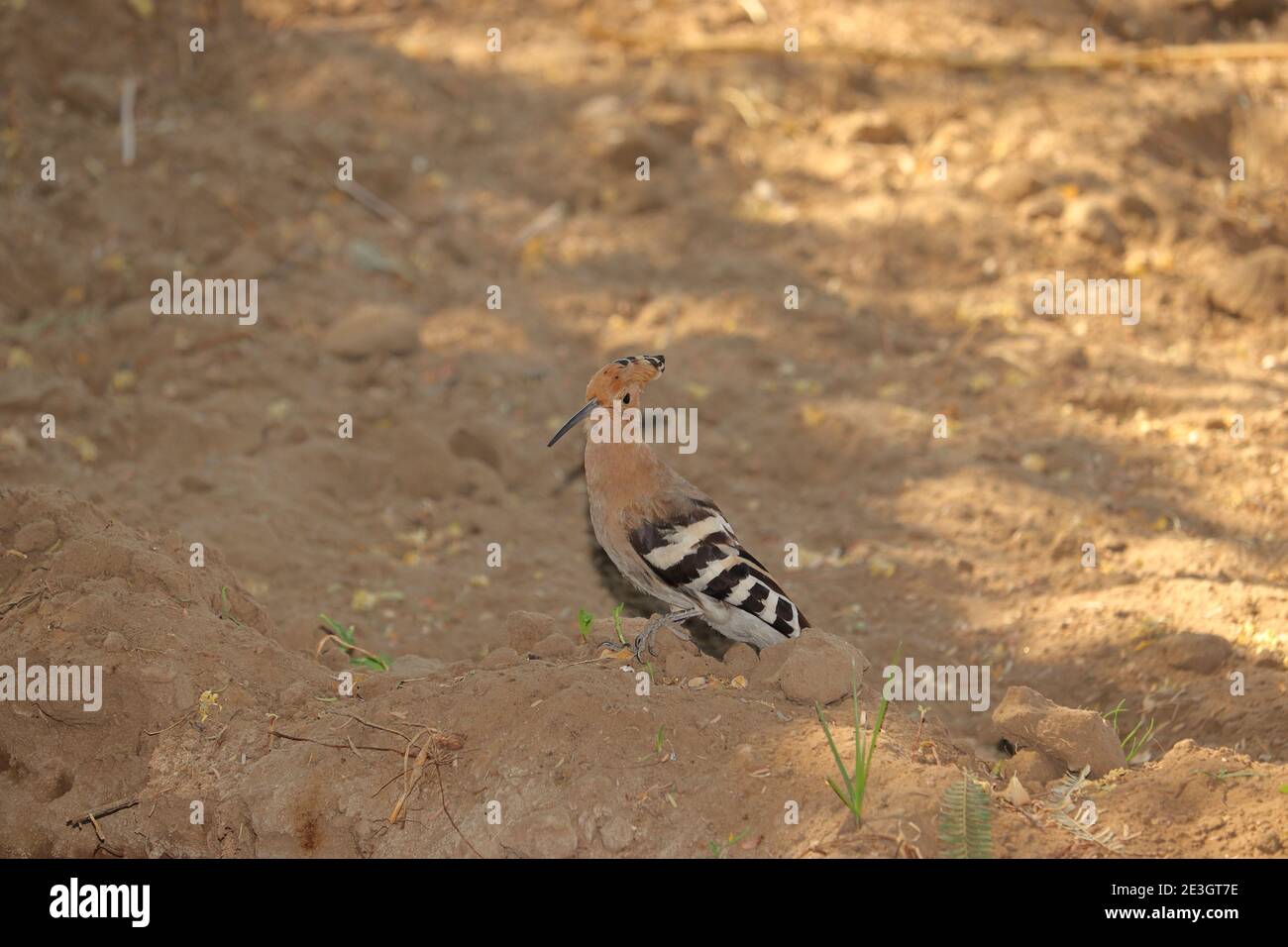 Bird images hi-res stock photography and images - Alamy