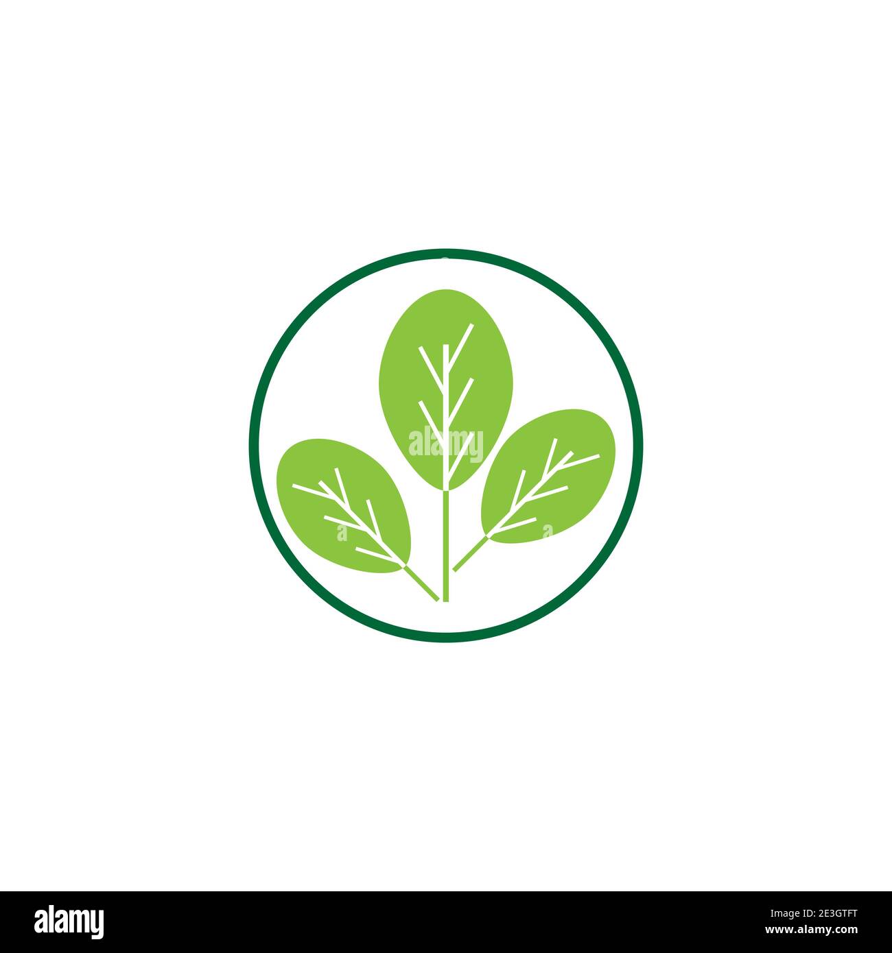 Moringa leaf Logo Template vector symbol nature Stock Vector Image ...